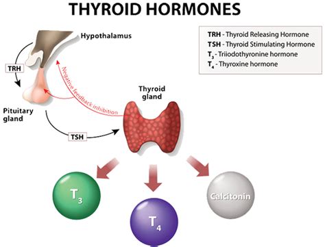 Thyroid Hormone Diagram