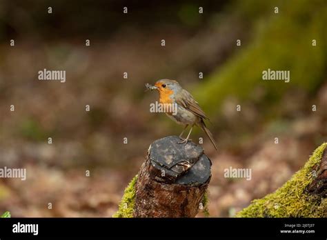 Tree Eating Bugs At Martha Berman Blog