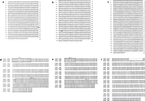 Novel Antisense Oligonucleotides Targeting Tgf β Inhibit In Vivo