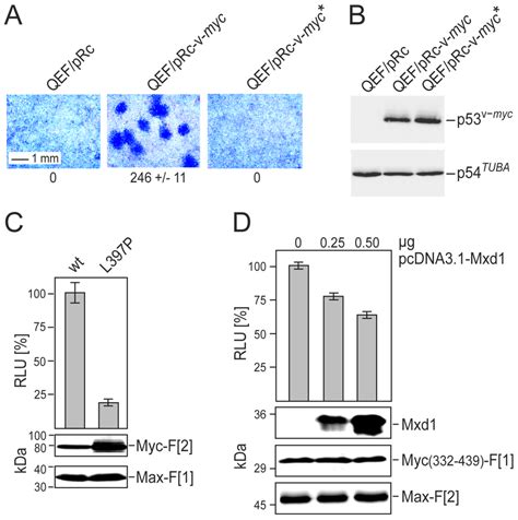 correlation of myc cell transforming potential and myc max interaction
