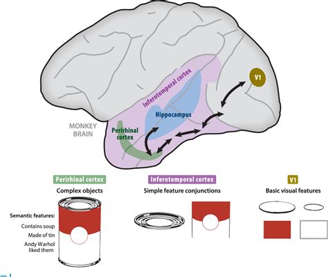 Figure 1 From Perception And Memory In The Ventral Visual Stream And