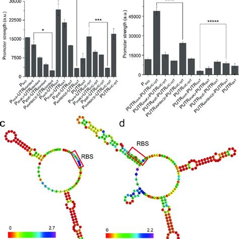 Expression Strength And 5′ Utr Region Mrna Secondary Structures Of Download Scientific Diagram
