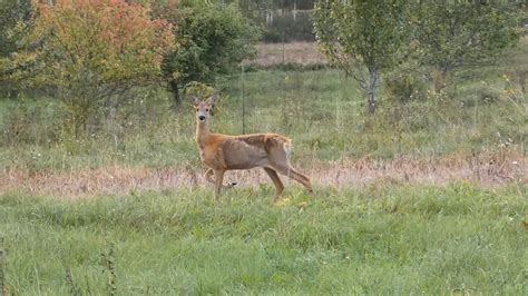 Вечер в деревне Youtube
