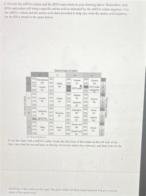 6 Review The Mrna Codons And The Trna Anticodons In