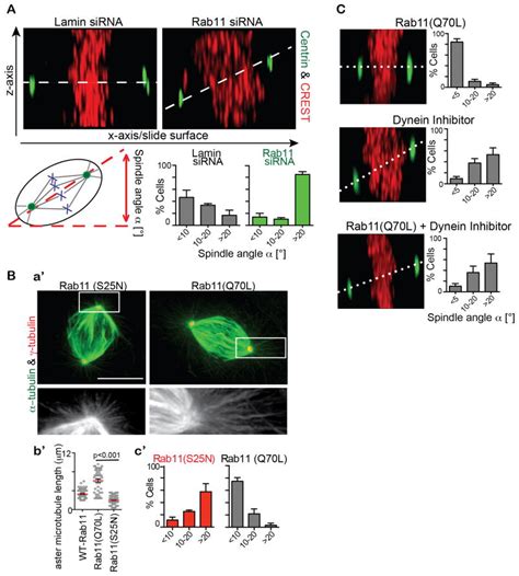 Rab11 Endosomes Contribute To Mitotic Spindle Organization And