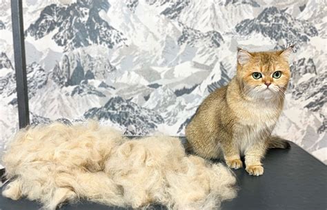 Груминг собак и кошек Екатеринбург Стрижка и экспресс линька собак и кошек комплексный уход