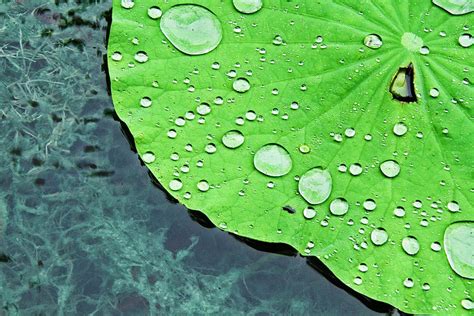 연꽃 연못 연잎 사진 배경 연잎 연꽃 연못 로터스 배경 일러스트 및 사진 무료 다운로드 Pngtree