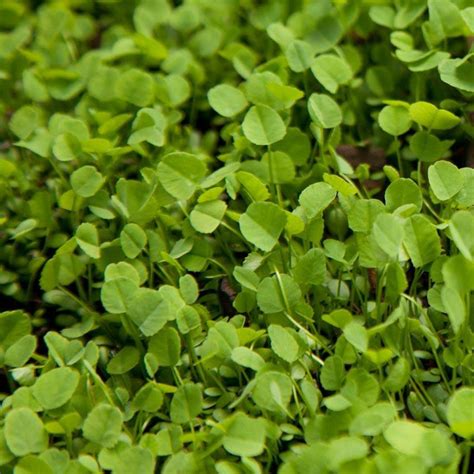 Organic Clover Seed Clover Seeds For Lawns Clover Seed For Sale