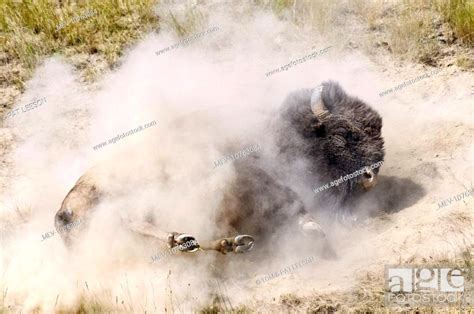 American Bison Bull Wallowing During Summer Mating Season To Increase