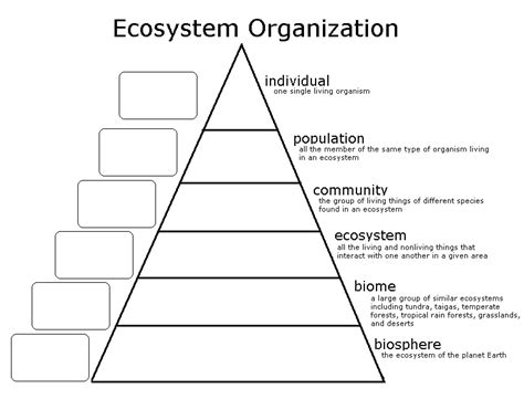 Unit Climate And Ecosystem Dynamics Campbell Collegiate SCIENCE Ms Hayduk