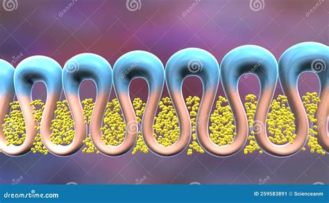 Interactions Of Synthetic Polymers With Cell Membranes And Model