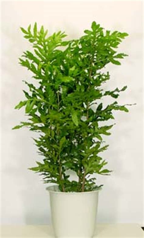 ステノカルプスの植物図鑑