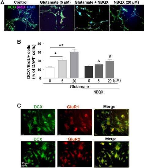 Optogenetic Stimulation Of Glutamatergic Neuronal Activity In The Striatum Enhances Neurogenesis