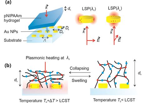 New Case Study On Rapid Transitions Of Thermo Responsive Polymer Networks Wavelength Electronics New Case Study On Rapid Transitions Of Thermo Responsive Polymer Networks Wavelength Electronics