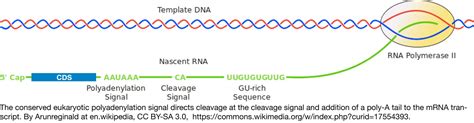 Plasmids 101 Terminators And Polya Signals
