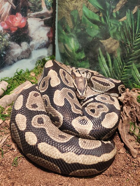Goodbye Beloved Ball Python NH Audubon