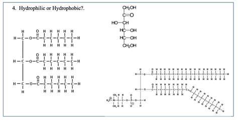 Solved 3 Carbohydrate Lipid Protein Or Nucleic Acid