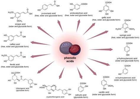 Vaccinium Uliginosum And Vaccinium Myrtillus—two Species—one Used As A Functional Food
