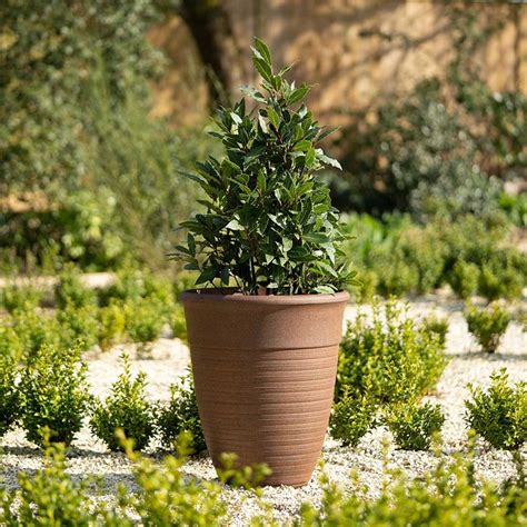 Buy Rust Effect Tall Round Planter Delivery By Primrose