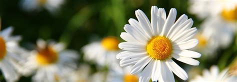 Continence Support Musculoskeletal