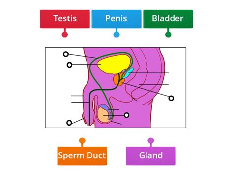 Male Reproductive System Diagram Labelled Diagram