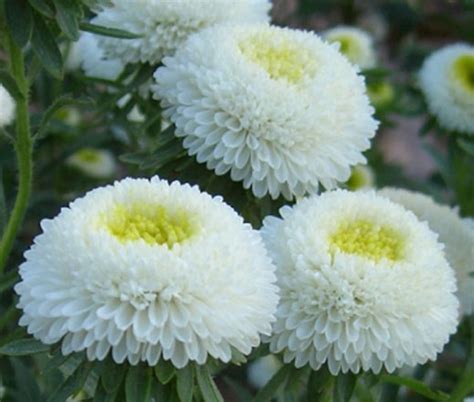 Aster Pompon Hinomaru Callistephus Chinensis Seeds