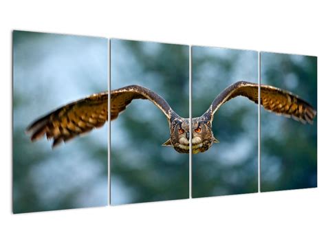 Slika Sova U Letu Mivalihr