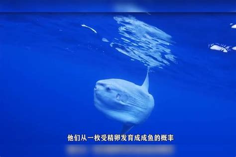 世界上最傻的鱼，被咬了都不知道逃跑的翻车鱼，为何没有灭绝呢？ 翻车鱼 不知道 世界