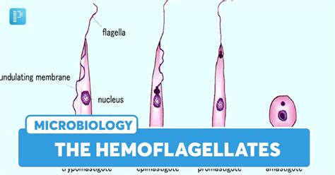 Hemoflagellates Developmental Stages Types Clinical Features