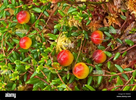 Wild Cranberry Bog Cranberry Small Cranberry Swamp Cranberry Vaccinium Oxycoccos Oxycoccus