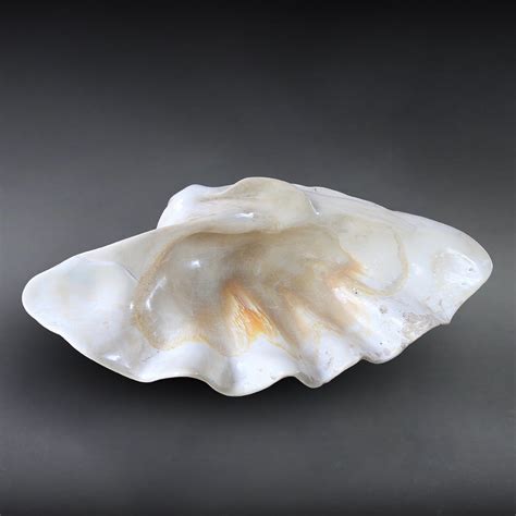 Giant Fossil Clamshells For Sale Tridacna Gigantea Fossil Realm