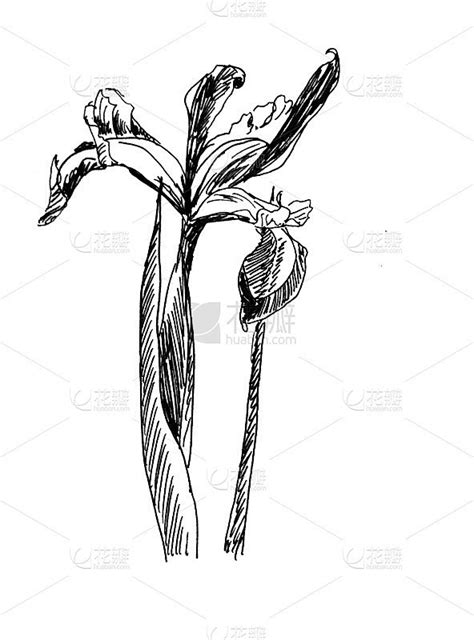 黑白线性图形绘制盛开的虹膜