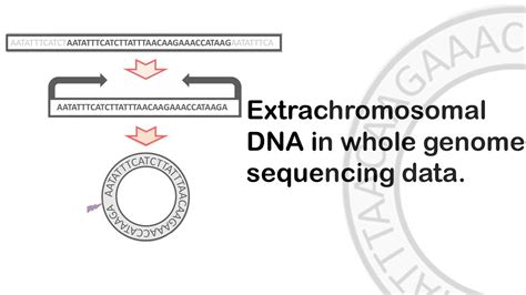 Extrachromosomal Edna In Whole Genome Sequencing Data Youtube