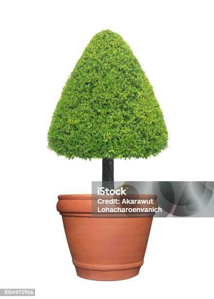 상록 삼각형 모양 공식적인 일본어와 영어 스타일 예술 디자인 정원 위한 흰색 배경에 고립 된 테라코타 냄비 컨테이너에 장식 나무 손질 토피어리에 대한 스톡 사진 및 기타
