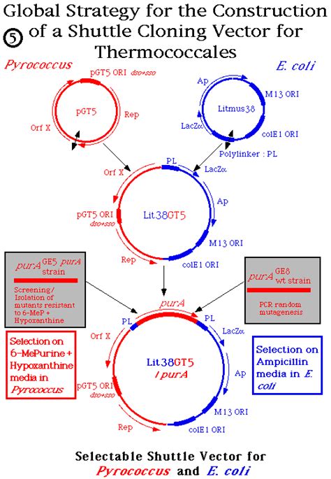 What Is Shuttle Vector At Collection Of What Is