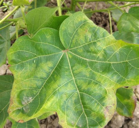 Cotton Jassid And Leafhopper Key Pest Insights