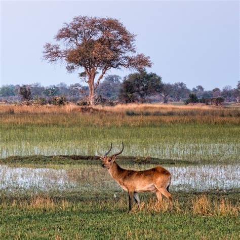 Botswana Wildlife Louis Montrose Photography