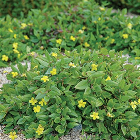 Groundcovers For Shade Abc Gardening Australia Magazine