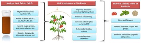 Plants Free Full Text The Role Of Moringa Leaf Extract As A Plant Biostimulant In Improving