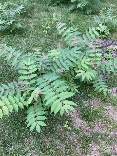 Is This Tree Of Heaven Rwhatsthisplant