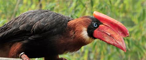 Translating Science Into Action Conservation Planning For The Sulu