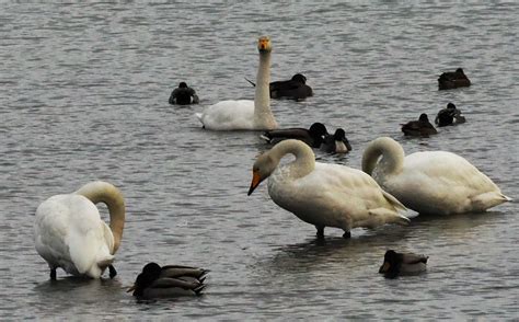 今日の花鳥日誌 水鳥のいる風景 播州長池