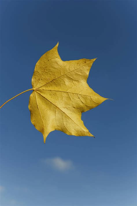 나무 줄기에 있는 가을 단풍잎 · 무료 스톡 사진