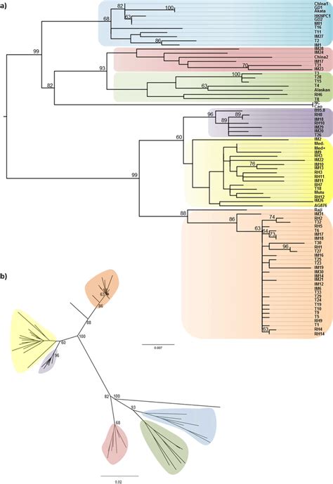Phylogenetic Reconstruction Phylogenetic Tree Obtained From The Download Scientific Diagram