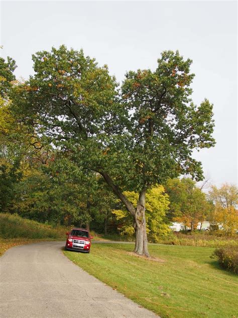 8 Common Types Of Oak Trees In Iowa ProGardenTips