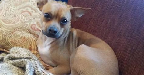 How To Make The Logistics Of Dogs Having Sex Be Considered Polite