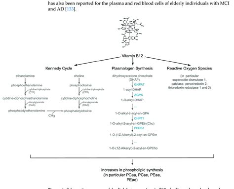 Schematic Summary Of The Link Between Vitamin B12 The Kennedy Cycle Download Scientific