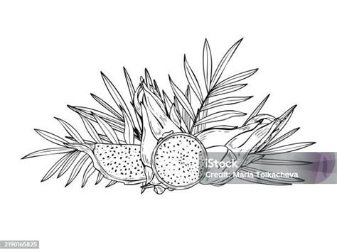 열대 달콤한 Pitahaya 용과 그리고 열대 잎 그래픽 구성 검정 잉크로 그려진 과일 조각 단풍 벡터 에칭 그림 여름 디저트 요리법을위한 음식 재료 0명에 대한 스톡 벡터