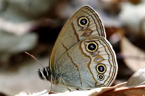 Vibrant Macro Shot Of Palaeonympha Opalina