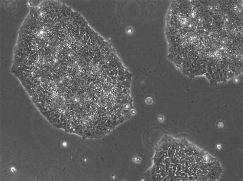 Ipsc Crispr Facility